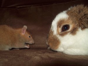 Rabbit vs Rat | DReager1.com
